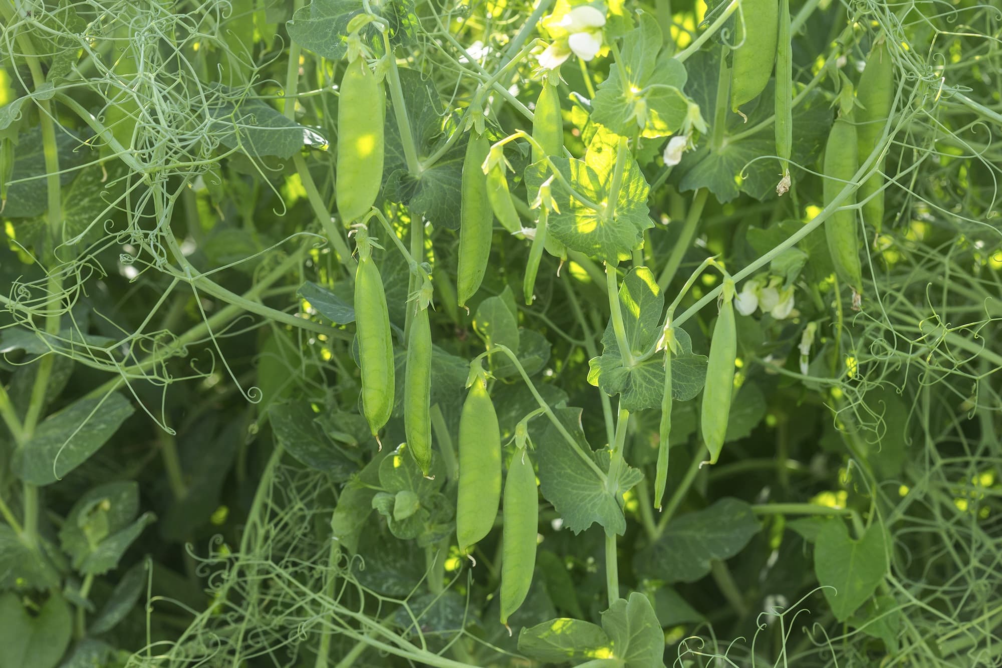 CDC Hickie - Pulse Variety Hub