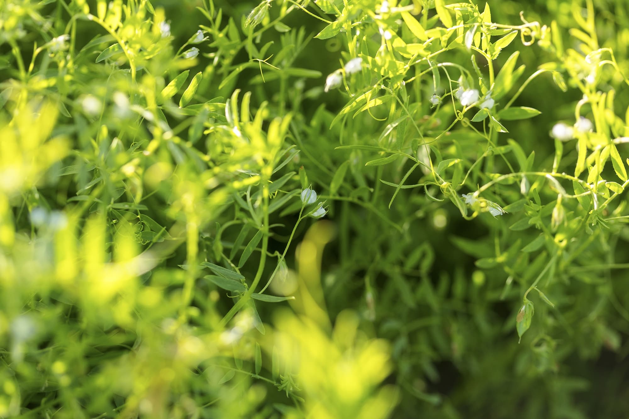 CDC Jimini CL® - Pulse Variety Hub