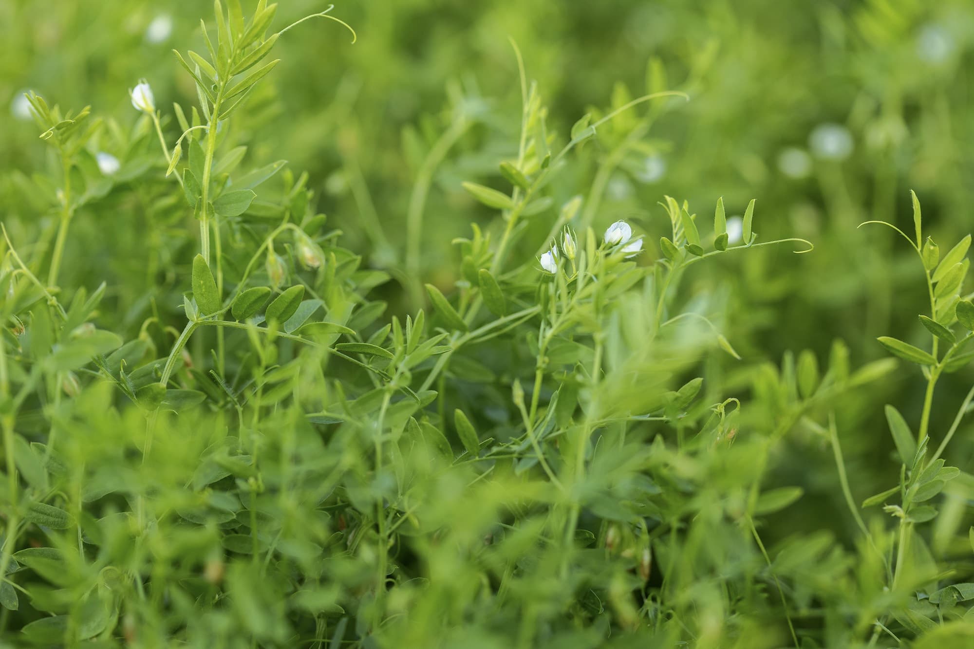 CDC Sublime CL® - Pulse Variety Hub